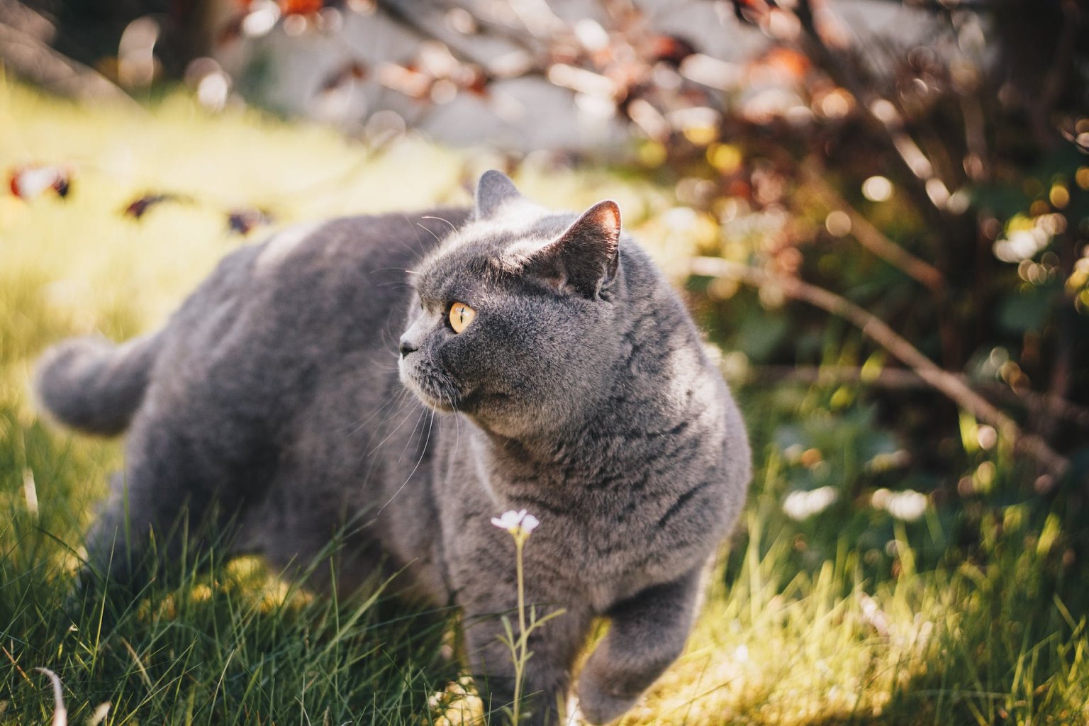 12 Breeds Of Cats That Like Water & How To Care For Them - Tractive