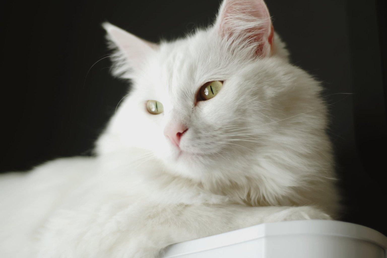 12 Breeds Of Cats That Like Water & How To Care For Them - Tractive