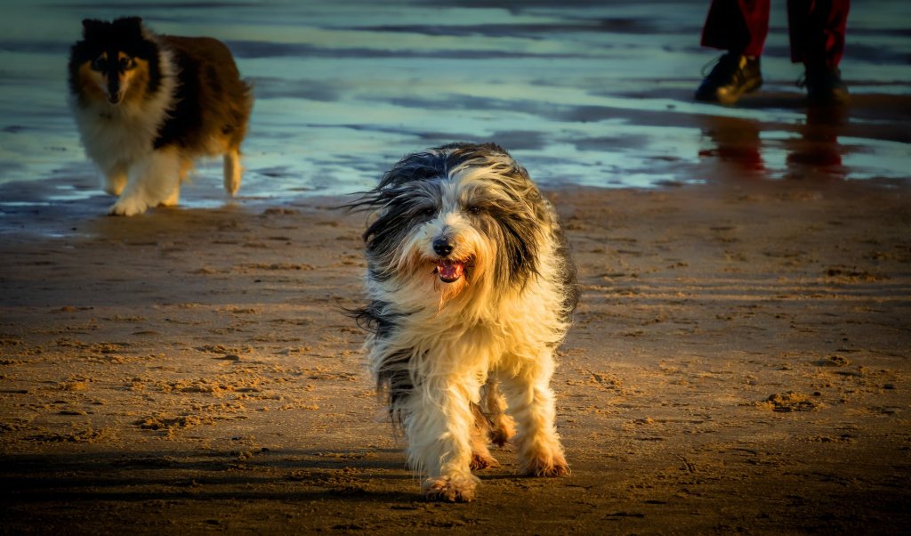 15 Best Outdoor Dog Breeds That Can Live Outside - Tractive