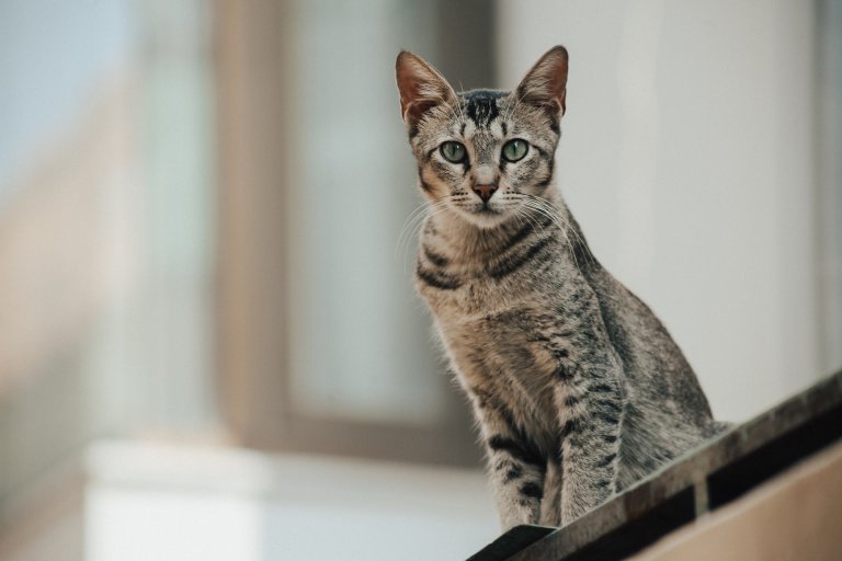 12 Breeds Of Cats That Like Water & How To Care For Them - Tractive