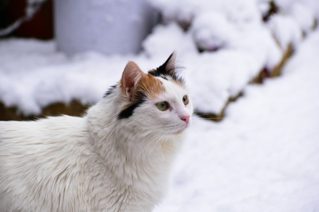 12 Breeds Of Cats That Like Water & How To Care For Them - Tractive