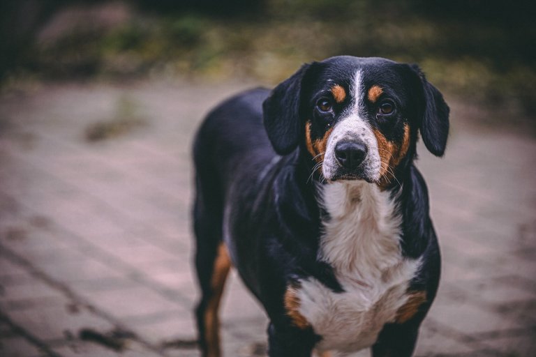 15 Best Outdoor Dog Breeds That Can Live Outside - Tractive