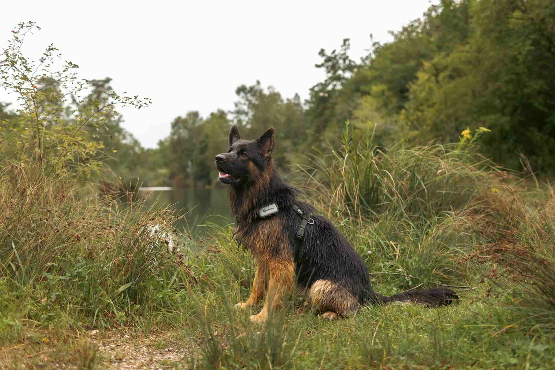 Grasmilben beim Hund erkennen und behandeln | Tractive