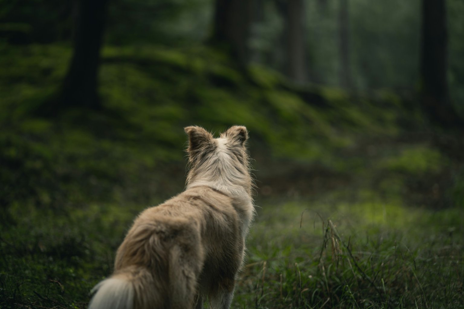 7 Tips For Handling The Prey Drive In Dogs - Tractive