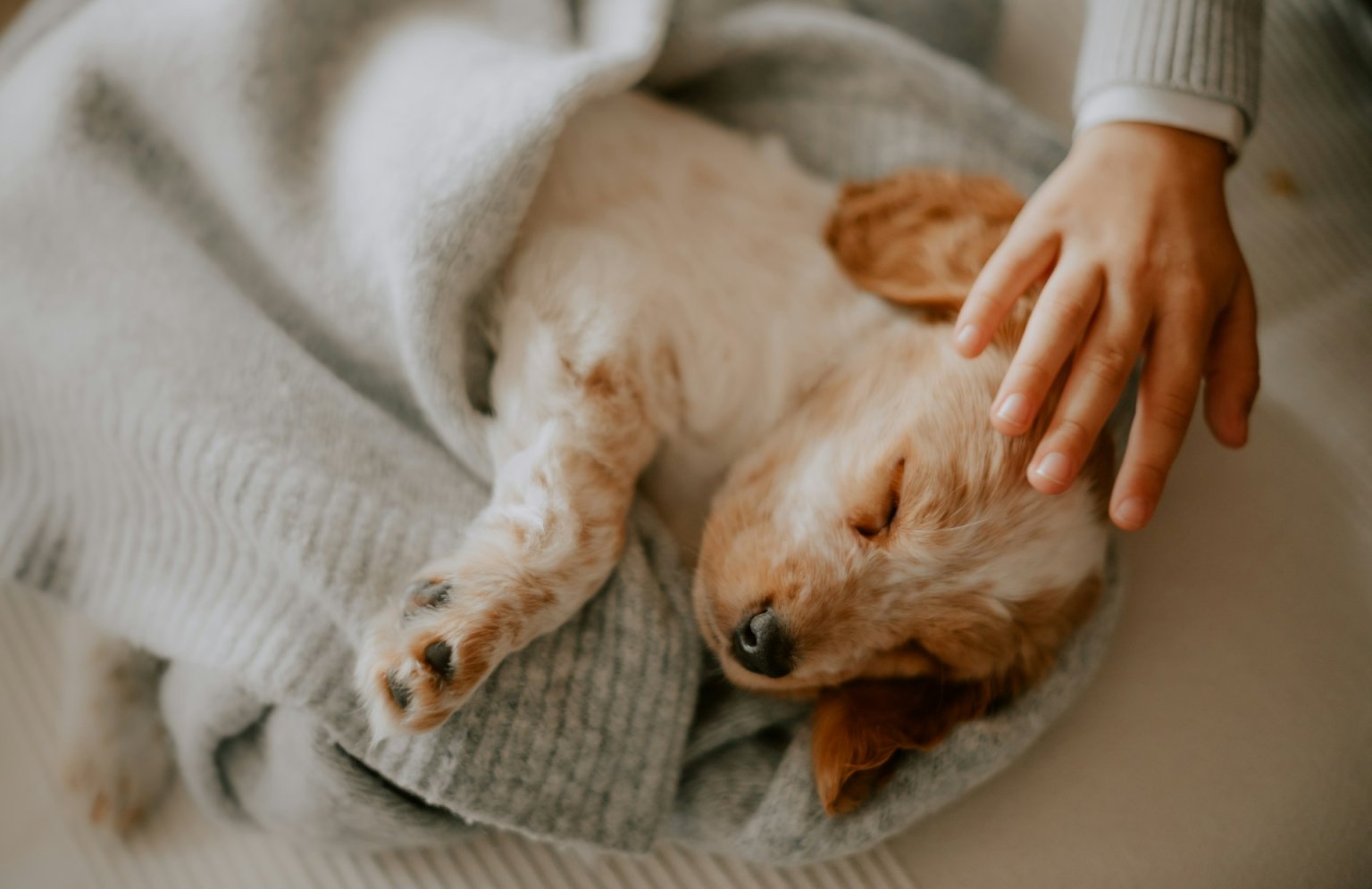 Dog Twitching In Sleep? Why It Happens (And When To Worry) - Tractive