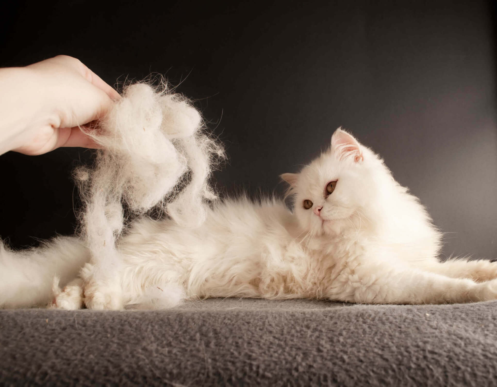 Meine Katze haart extrem - Gründe und Maßnahmen - Tractive