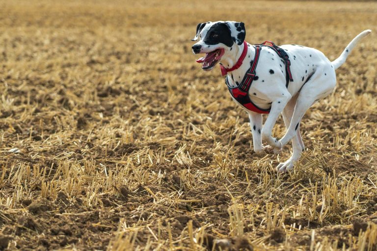 7 Tips For Handling The Prey Drive In Dogs - Tractive
