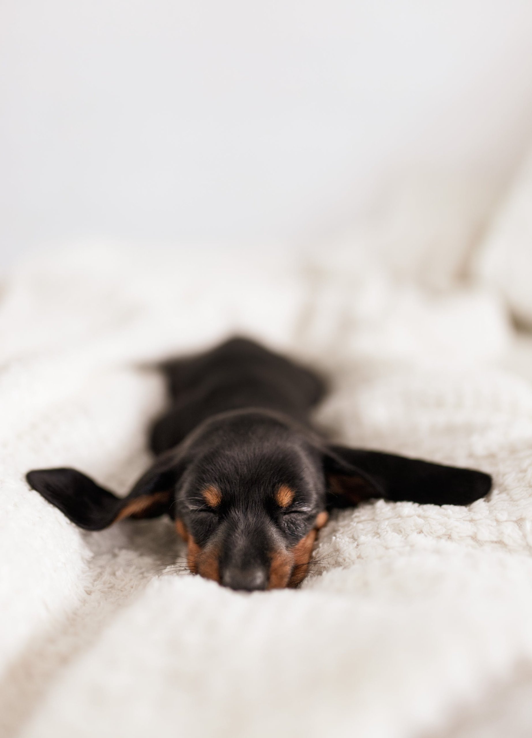 Where should my dog sleep at night time? - Tractive