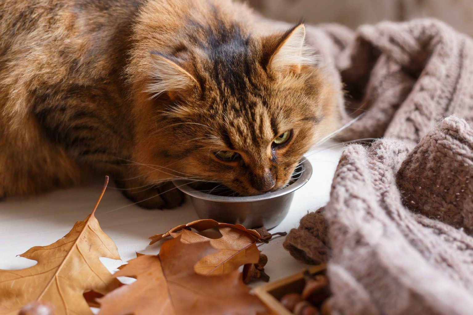 Cat Not Drinking Water? Here's What To Do - Tractive