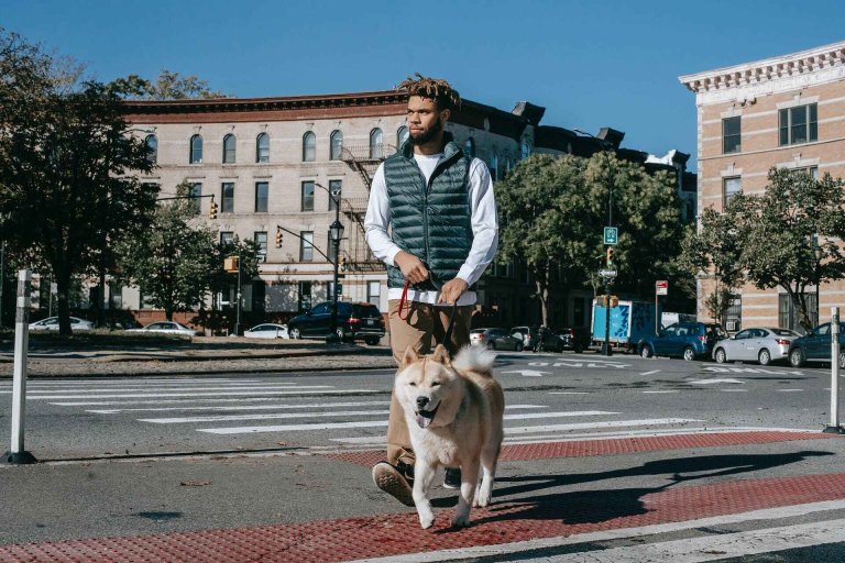 7 Tips For Handling The Prey Drive In Dogs - Tractive