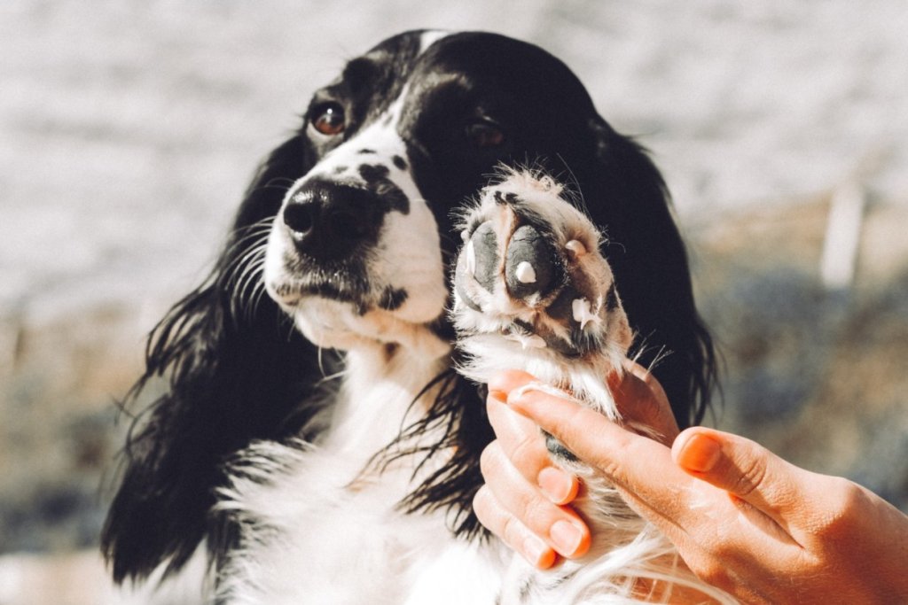 Dog Pollen Allergy: How To Deal With The Springtime Sniffles - Tractive