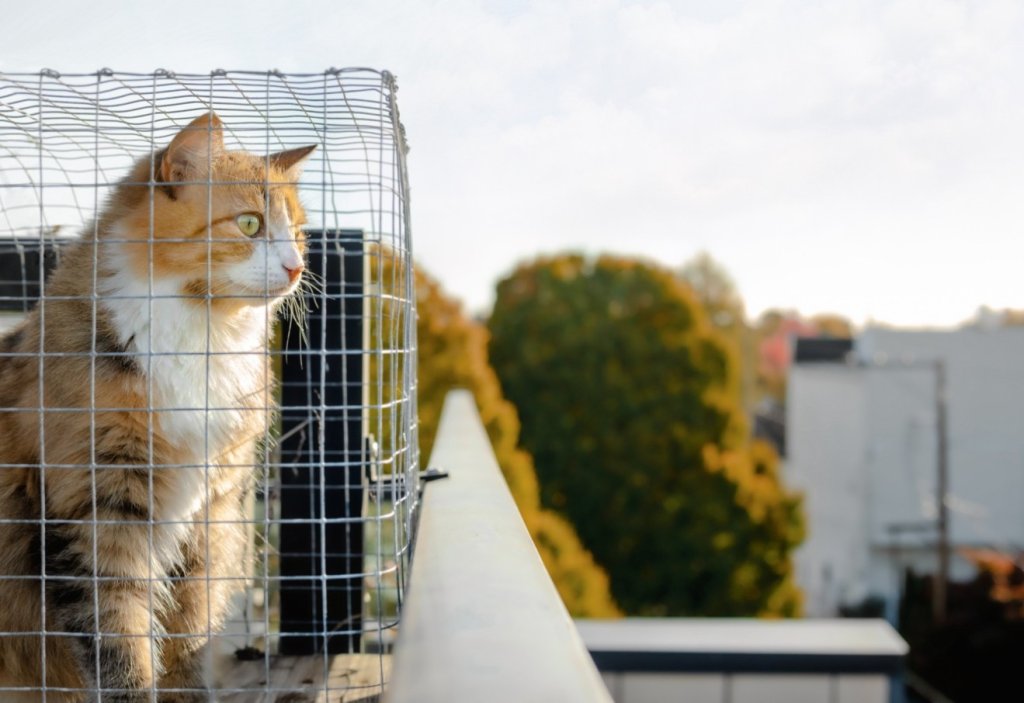 10 Tips To Create The Purr-Fect Cat Proof Balcony - Tractive