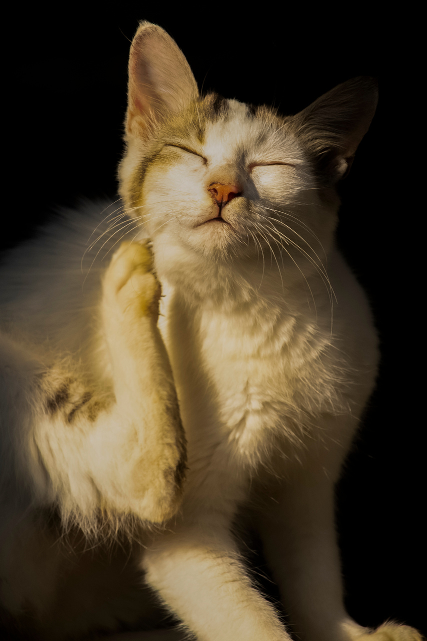Cat Losing Hair? Here Might Be The Reasons Why - Tractive