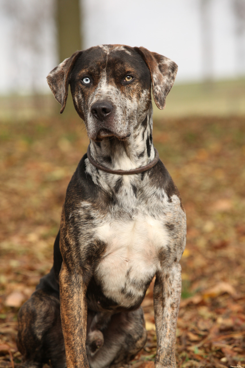 10 Herding Dog Breeds That Just Can't Sit Still!