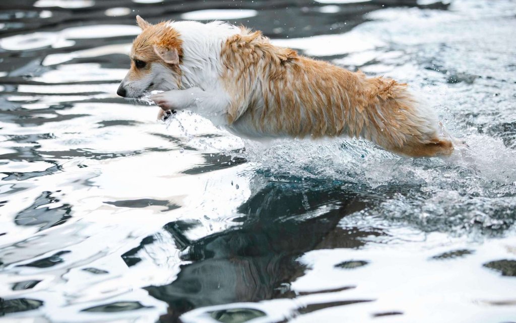 Dog Drinking A Lot Of Water? 12 Reasons Why & What To Do