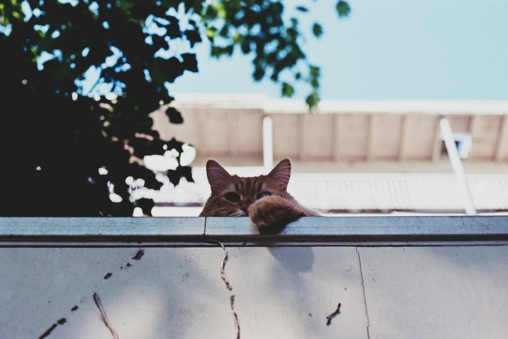 10 Tips To Create The Purr-Fect Cat Proof Balcony - Tractive
