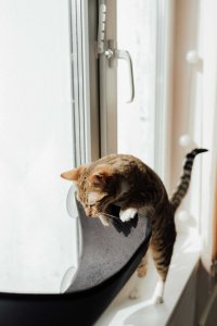 10 Tips To Create The Purr-Fect Cat Proof Balcony - Tractive