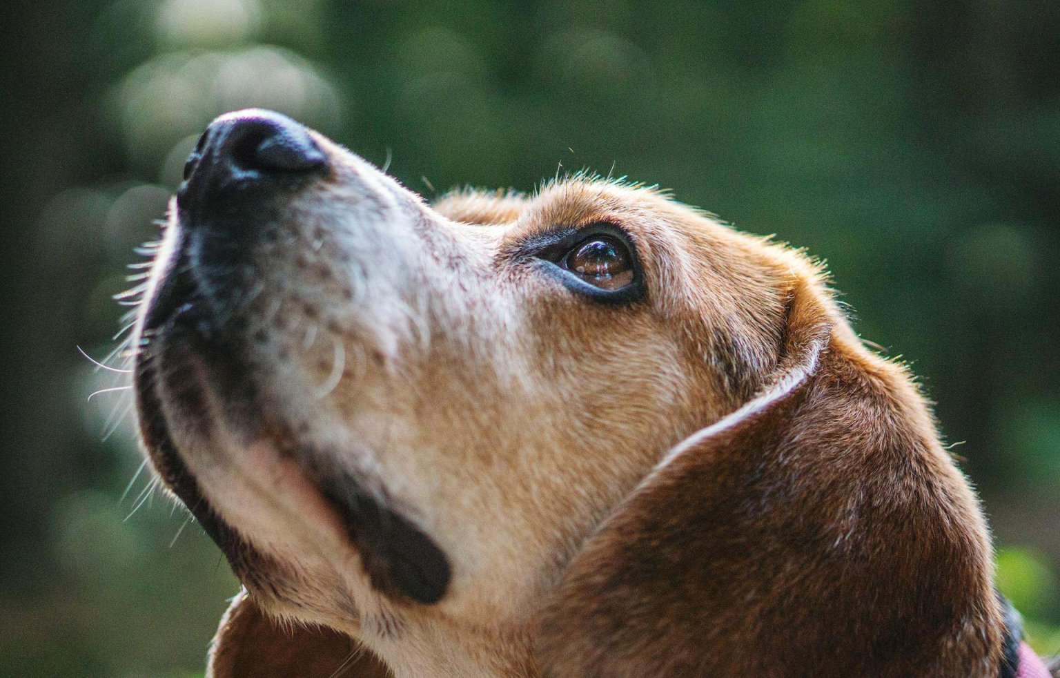 6 Causes Of Dog Eye Discharge & How To Handle Them