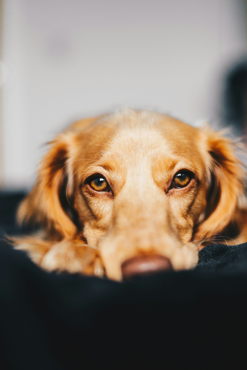 6 Causes Of Dog Eye Discharge & How To Handle Them