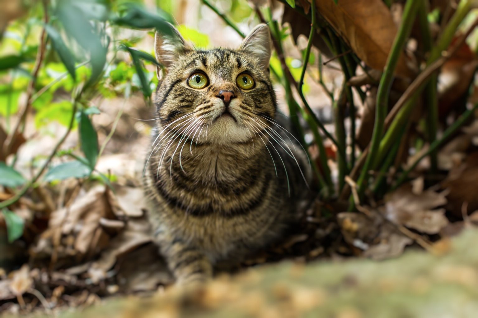 3 Problems You'll Run Into Using Apple AirTag For Cats - Tractive