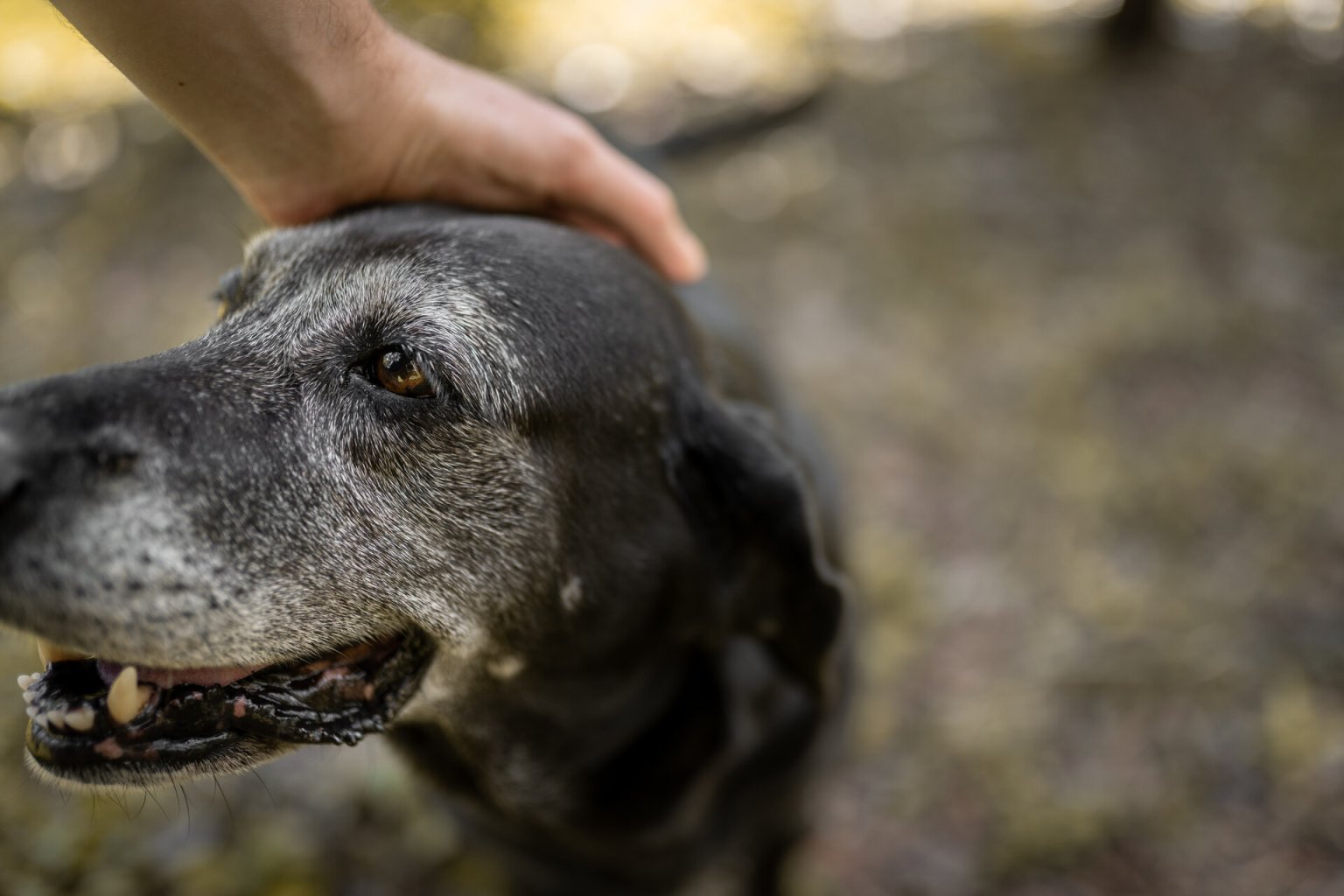 Old Dog Seizures: Why They Happen & What To Do - Tractive