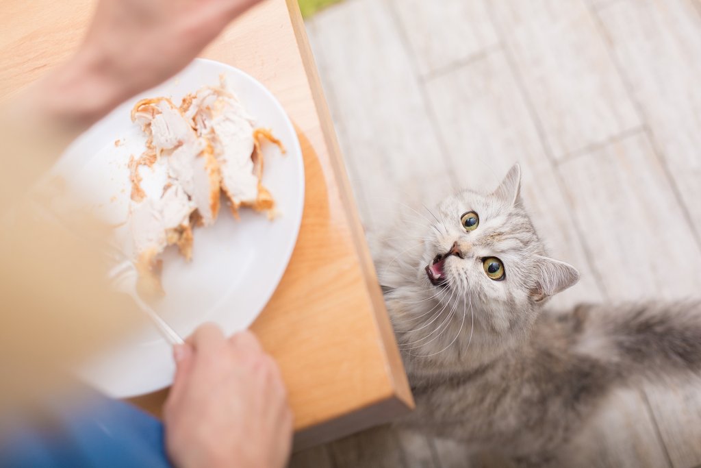 Cat not eating? Discover the top reasons why. - Tractive