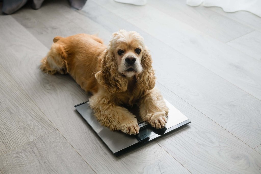 Übergewicht bei Hunden: Dickmacher und Strategien | Tractive