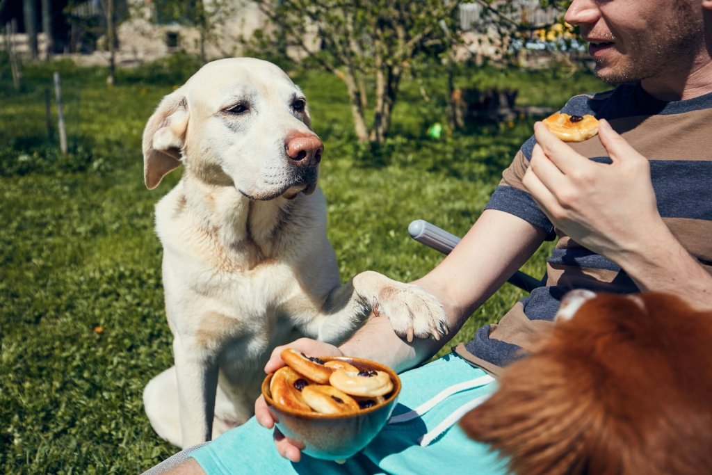Signs Of Blockage In Dogs: How To Tell If Your Buddy's Backed Up