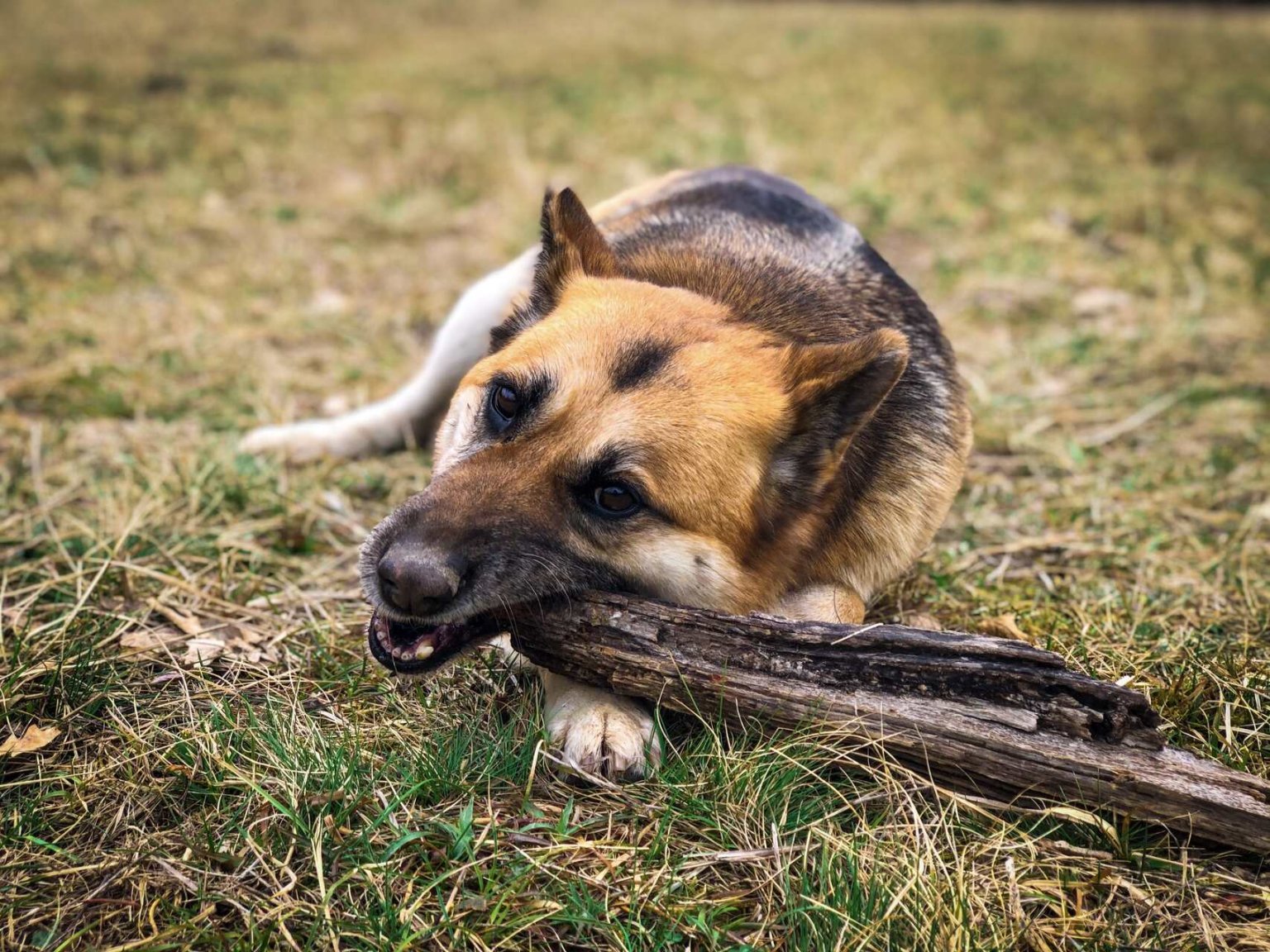 Signs Of Blockage In Dogs: How To Tell If Your Buddy's Backed Up