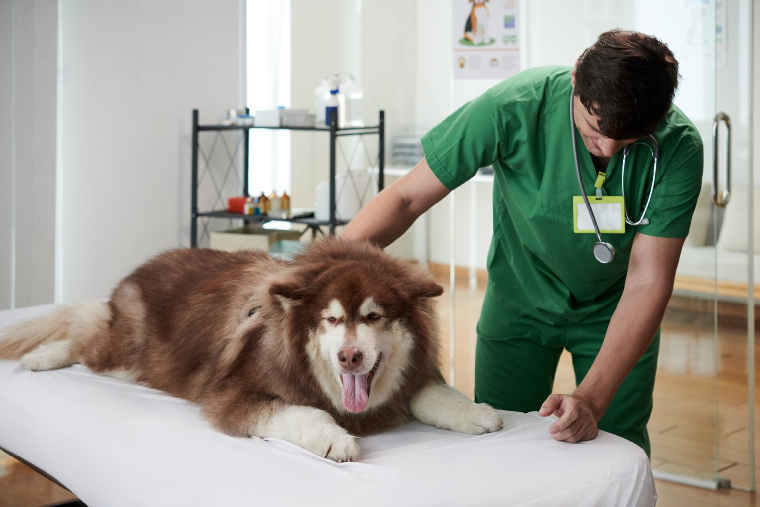 Signs Of Blockage In Dogs: How To Tell If Your Buddy's Backed Up