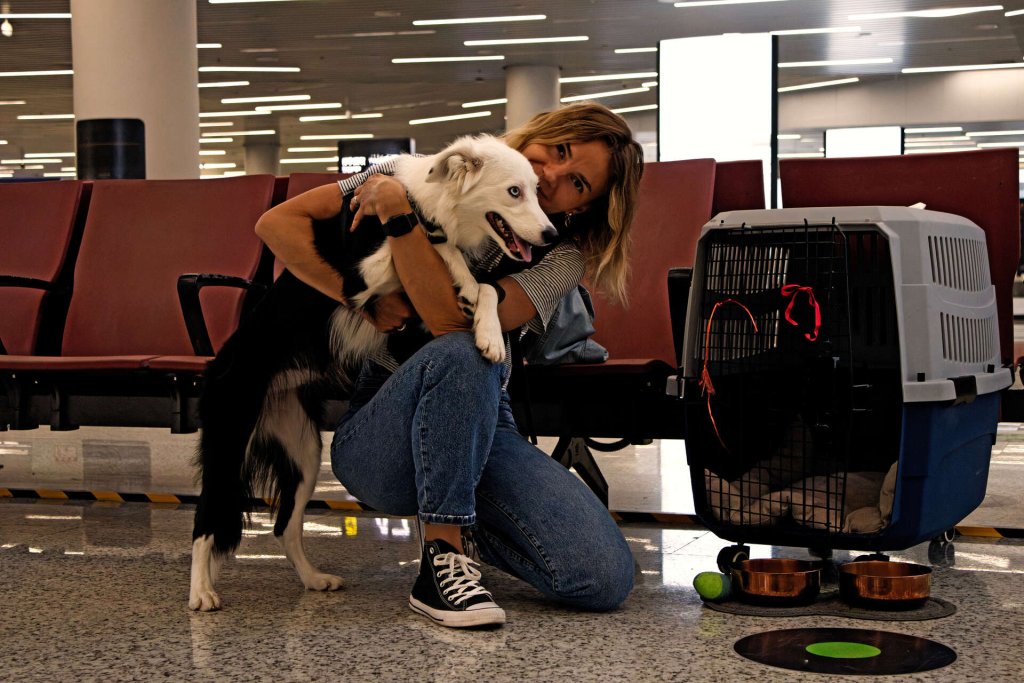 Flying With Dogs: Our Top Tips For A Stress-Free Flight