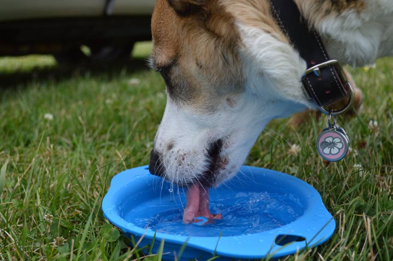 Why Is My Dog Drinking A Lot Of Water? - Tractive