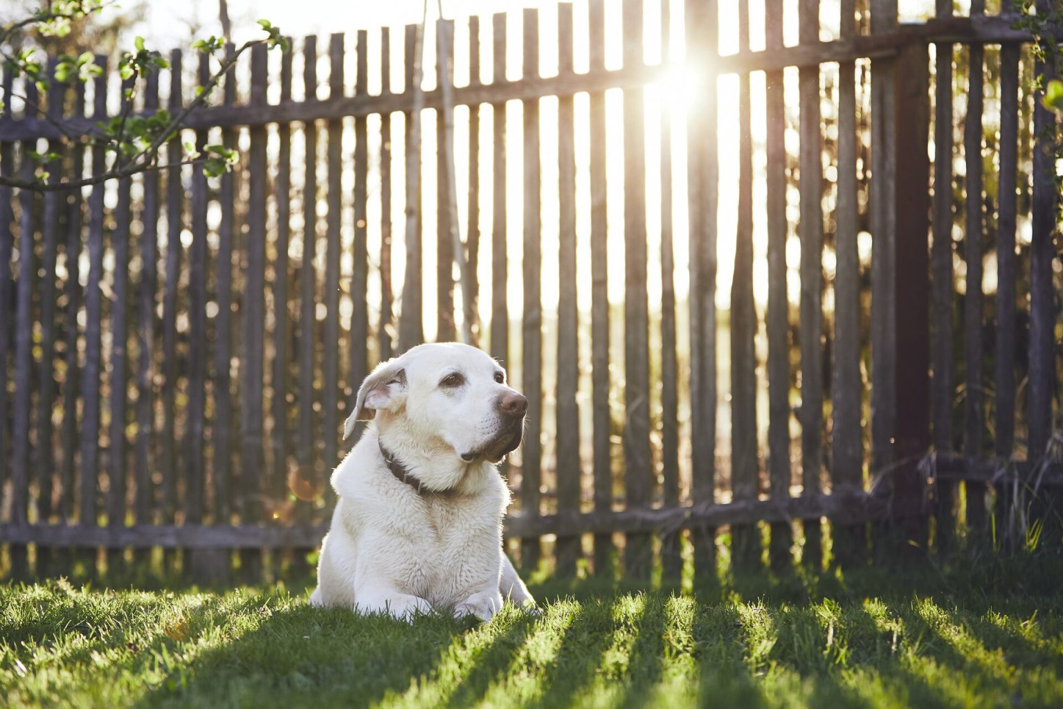 10+ Ideas for a Dog Friendly Backyard - Tractive