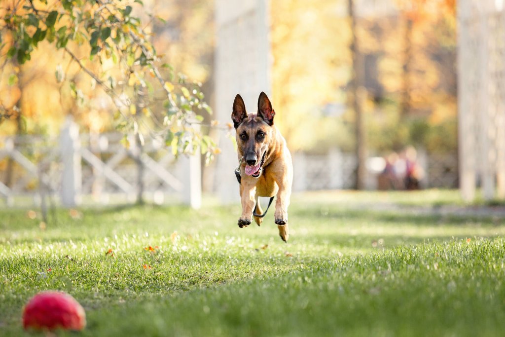 The 4 Most Important Dog Commands & How To Teach 'Em