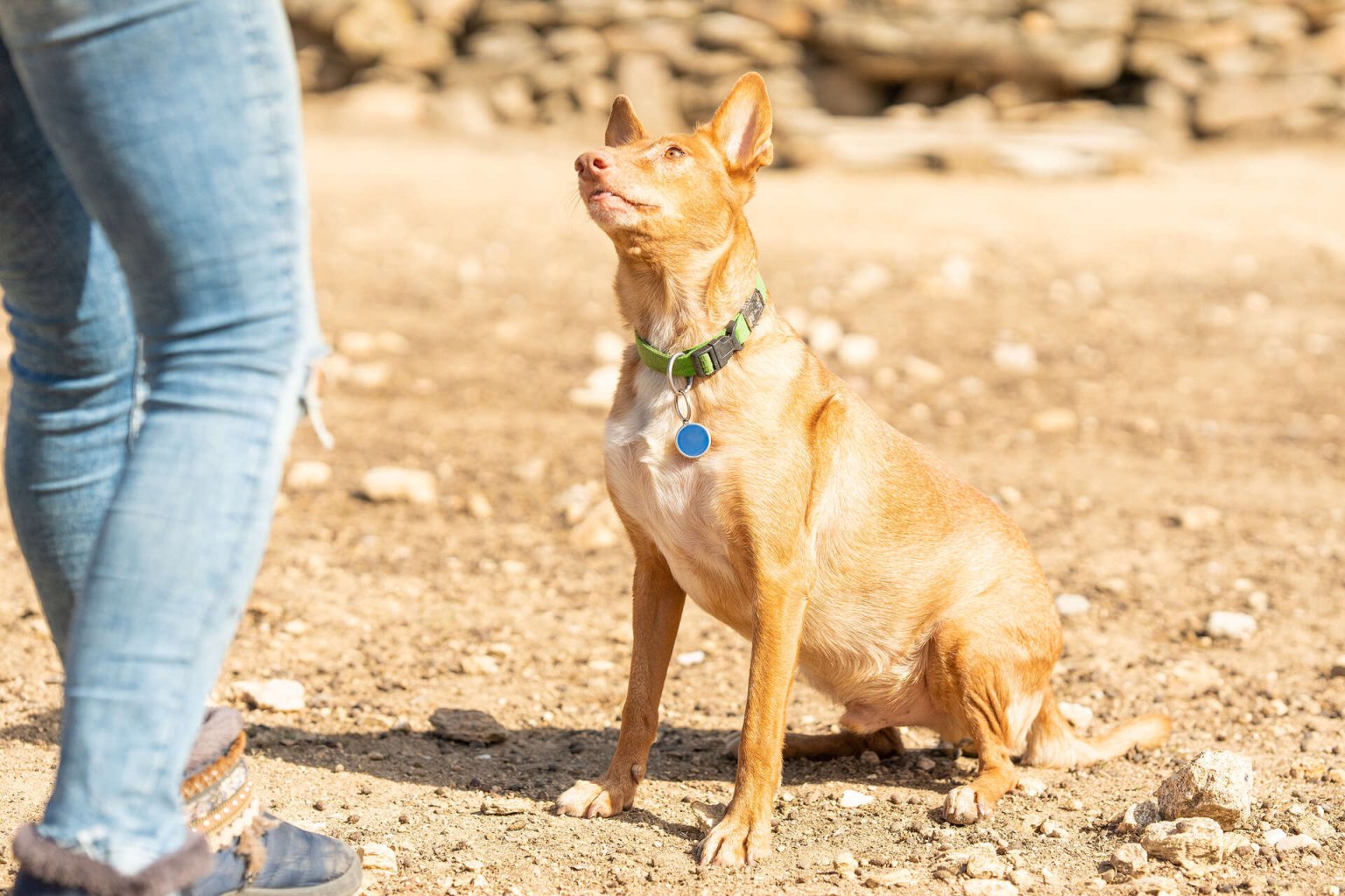 The 4 Most Important Dog Commands & How To Teach 'Em
