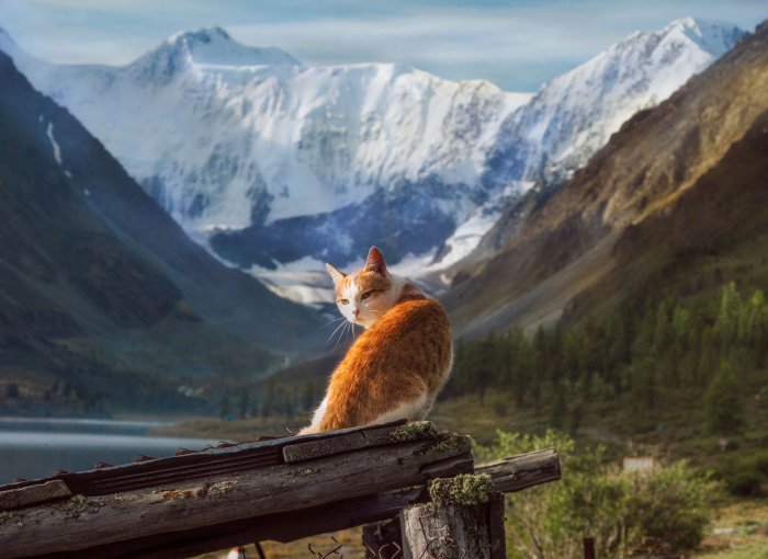 Can Cats Find Their Way Home? (Like, Really?) | Tractive