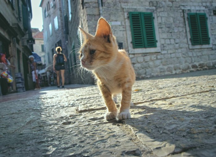 How To Find A Lost Cat: 15+ Tips To Retrieve A Missing Cat - Tractive