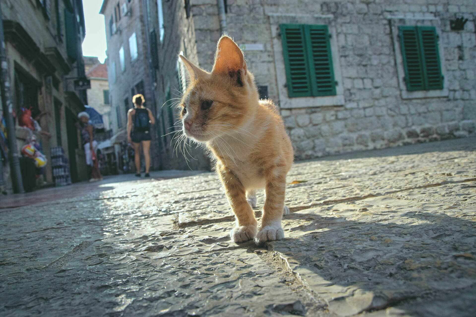 How To Find A Lost Cat: 15+ Tips To Retrieve A Missing Cat - Tractive