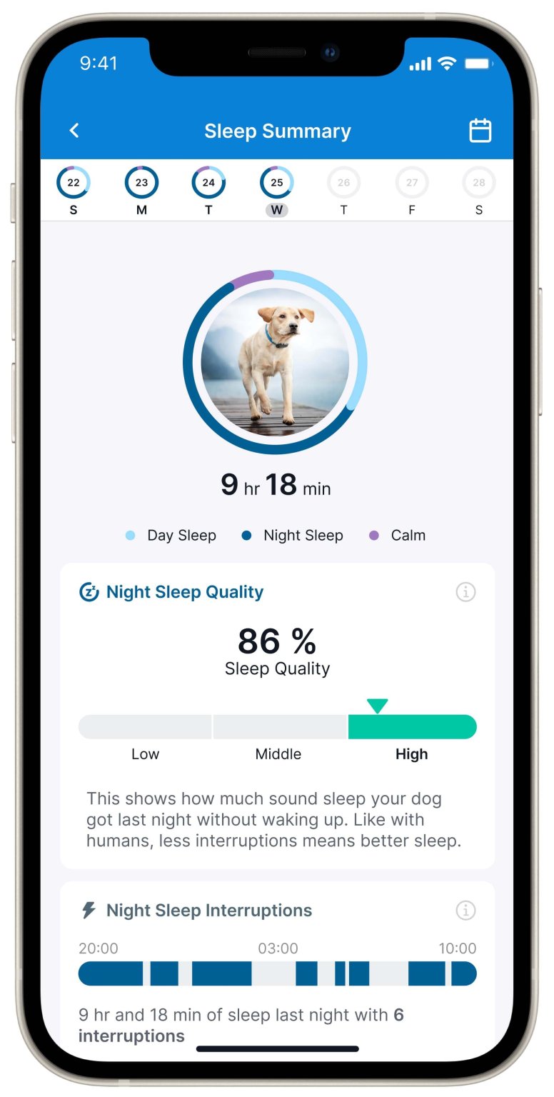 Where should my dog sleep at night time? - Tractive