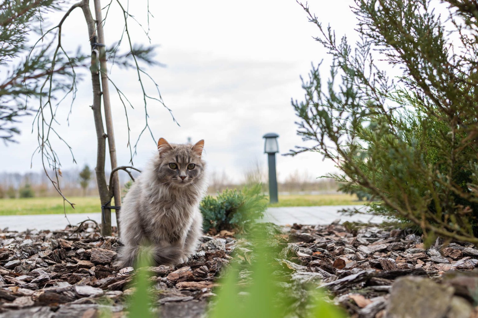 Can Cats Find Their Way Home? (Like, Really?) | Tractive