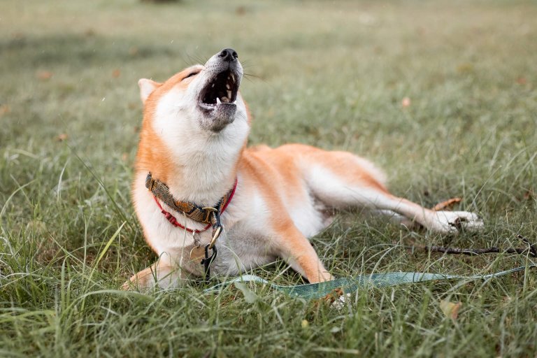 Why You've Got A Dog Coughing & Gagging Its Head Off - Tractive