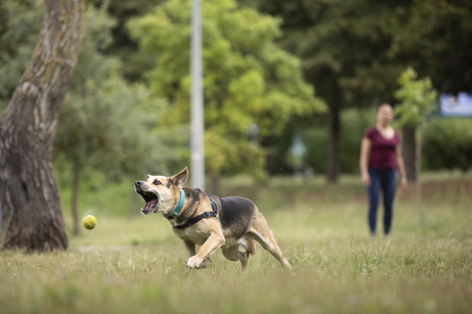 If Your Dog Keeps Running Away, Try These Tips - Tractive