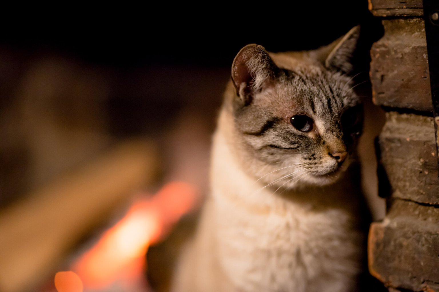 Can Cats Find Their Way Home? (Like, Really?) | Tractive