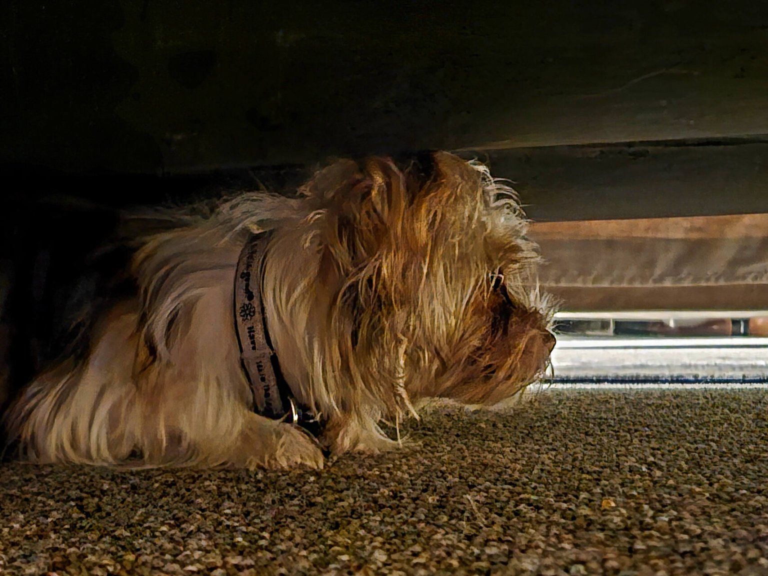Why Are Dogs Scared Of Thunder? And How To Comfort Them?