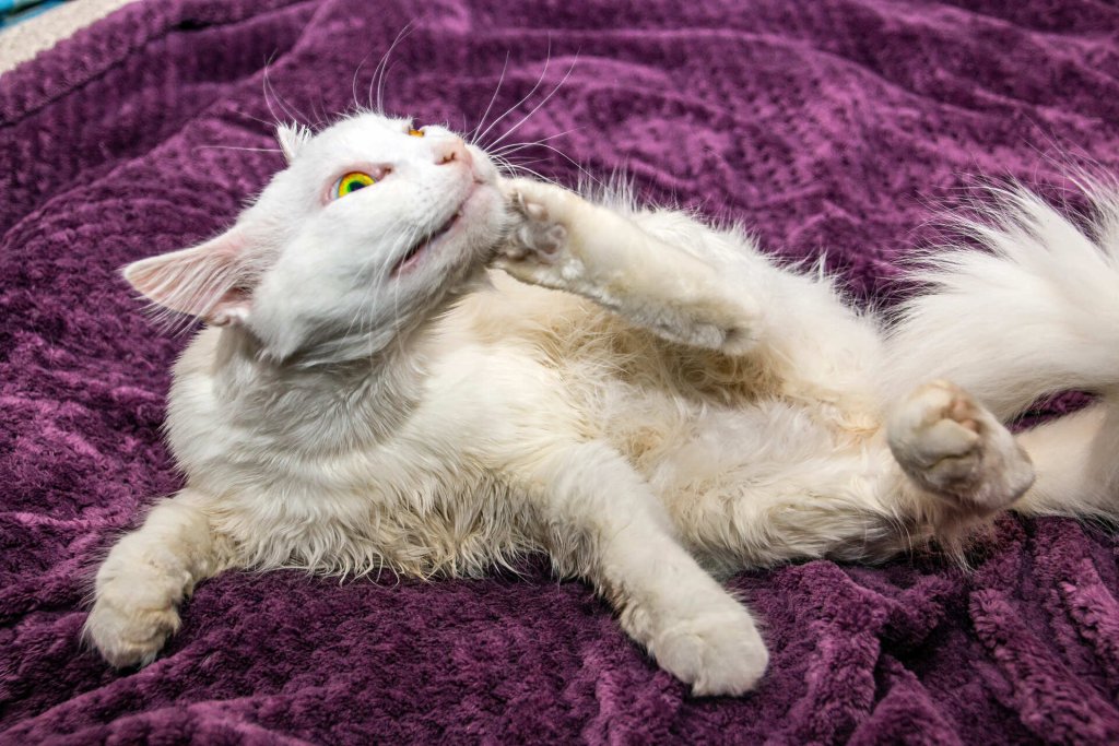 How To Handle A Case Of Cat Lice Like A Pro | Tractive