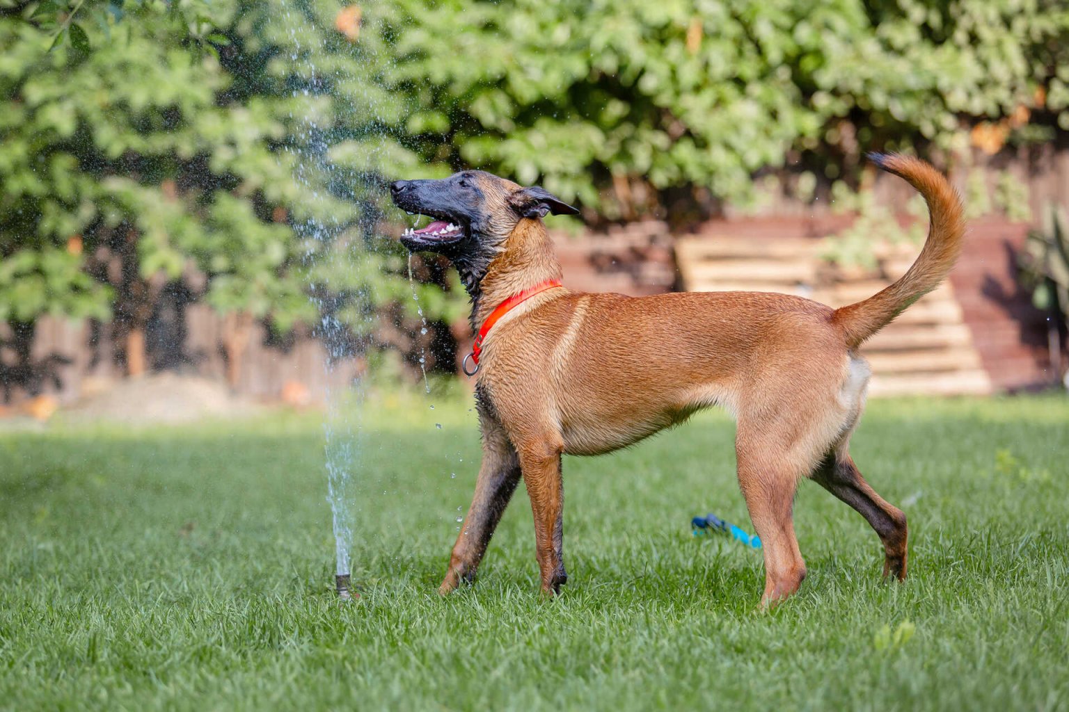 Why Do Dogs Dig Holes? And How To Stop A Dog Digging? - Tractive