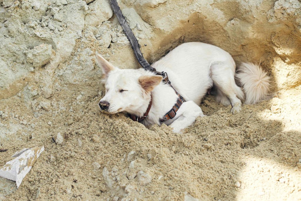 Why Do Dogs Dig Holes? And How To Stop A Dog Digging? - Tractive