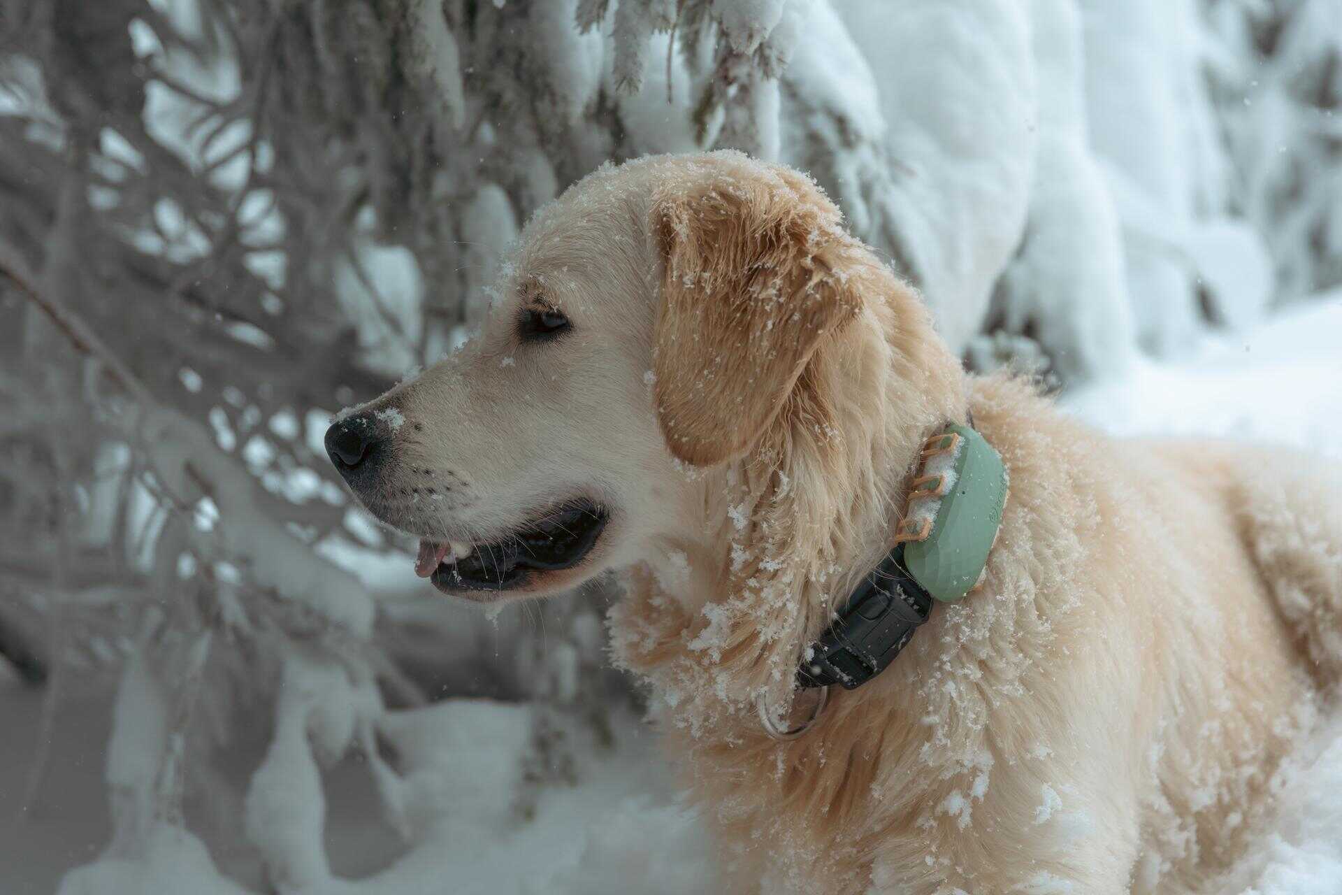 How to Protect Dog Paws in Winter and Snow: 8 Best Practices - Tractive