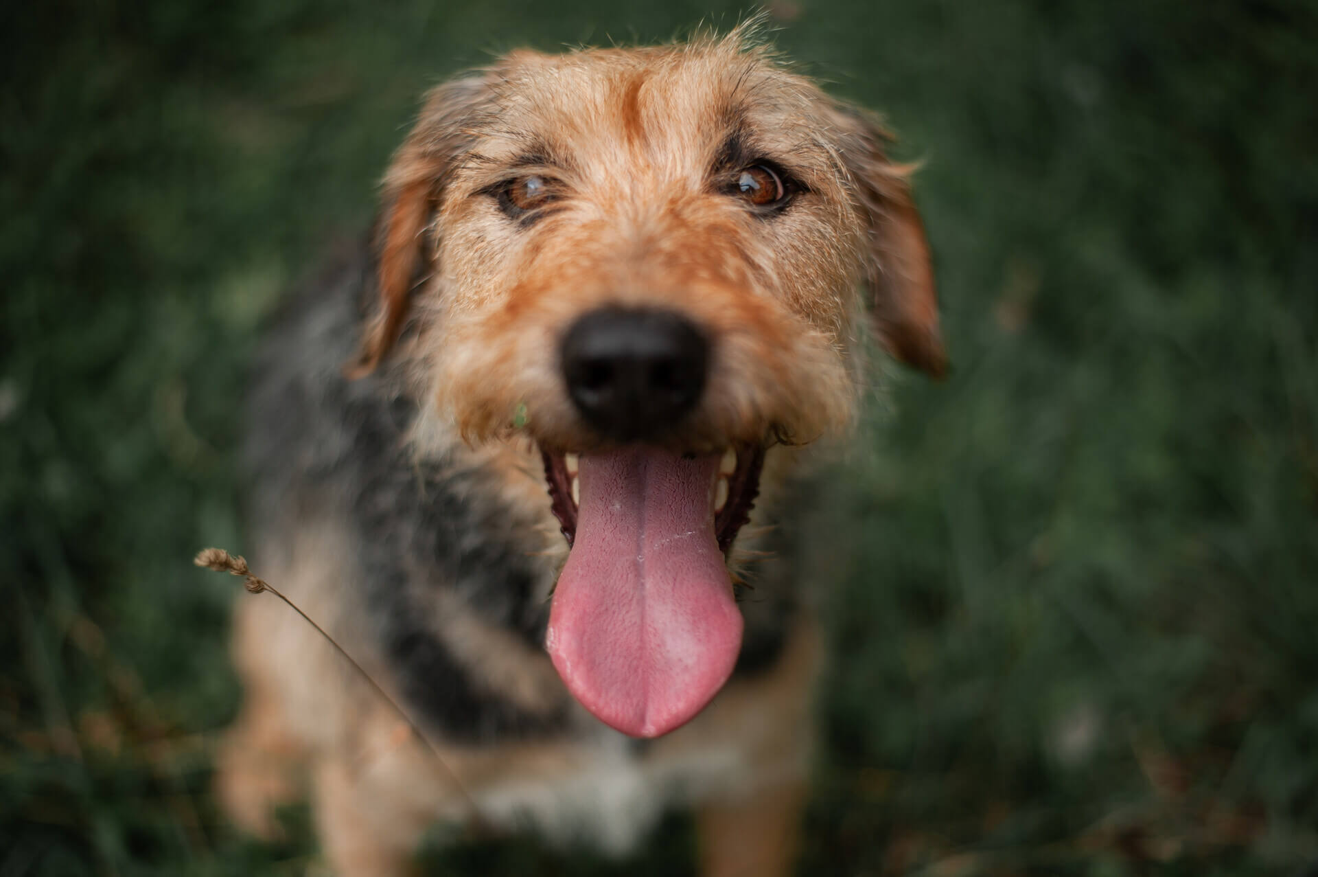 Why is My Dog Panting So Much? And How Much Is Too Much? - Tractive