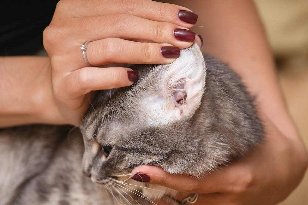 How To Deal With A Bad Case Of Ear Mites In Cats - Tractive